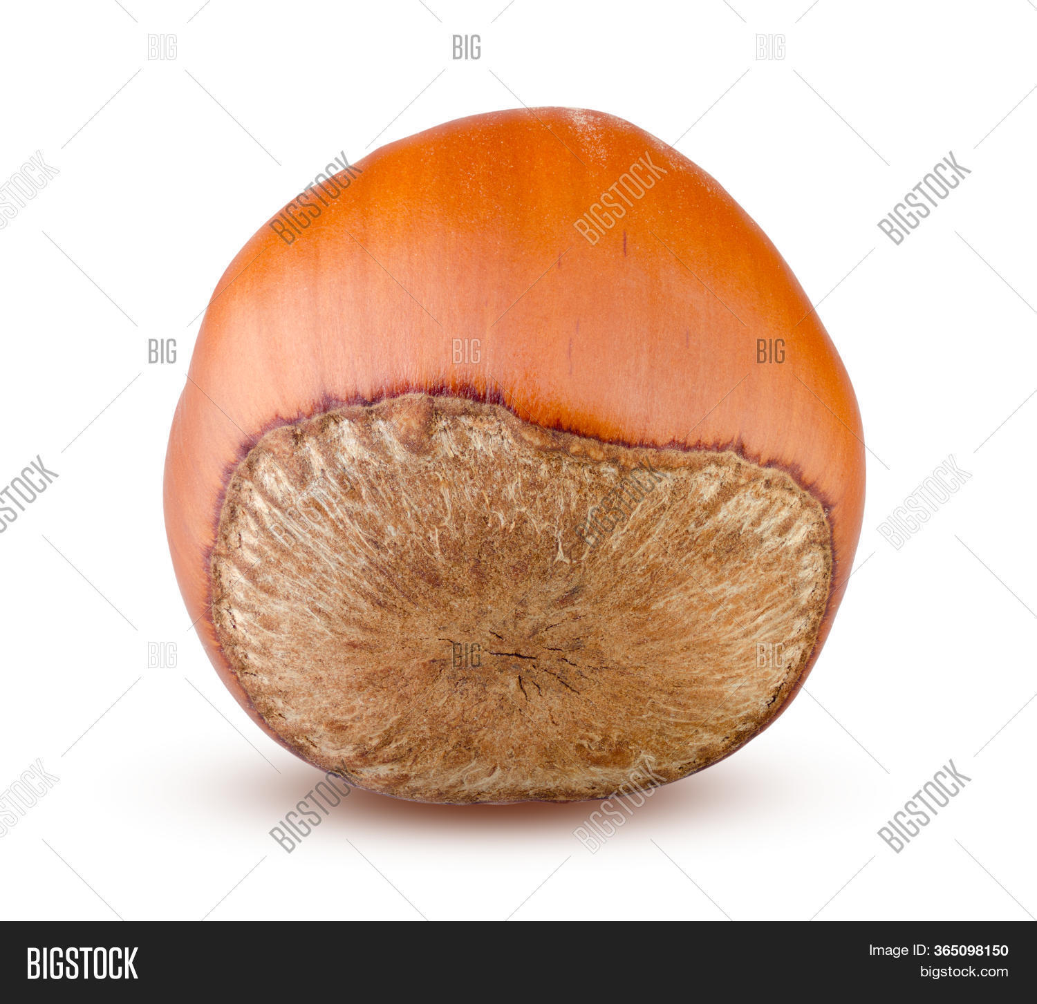 Closeup Hazelnut Image & Photo (Free Trial) | Bigstock