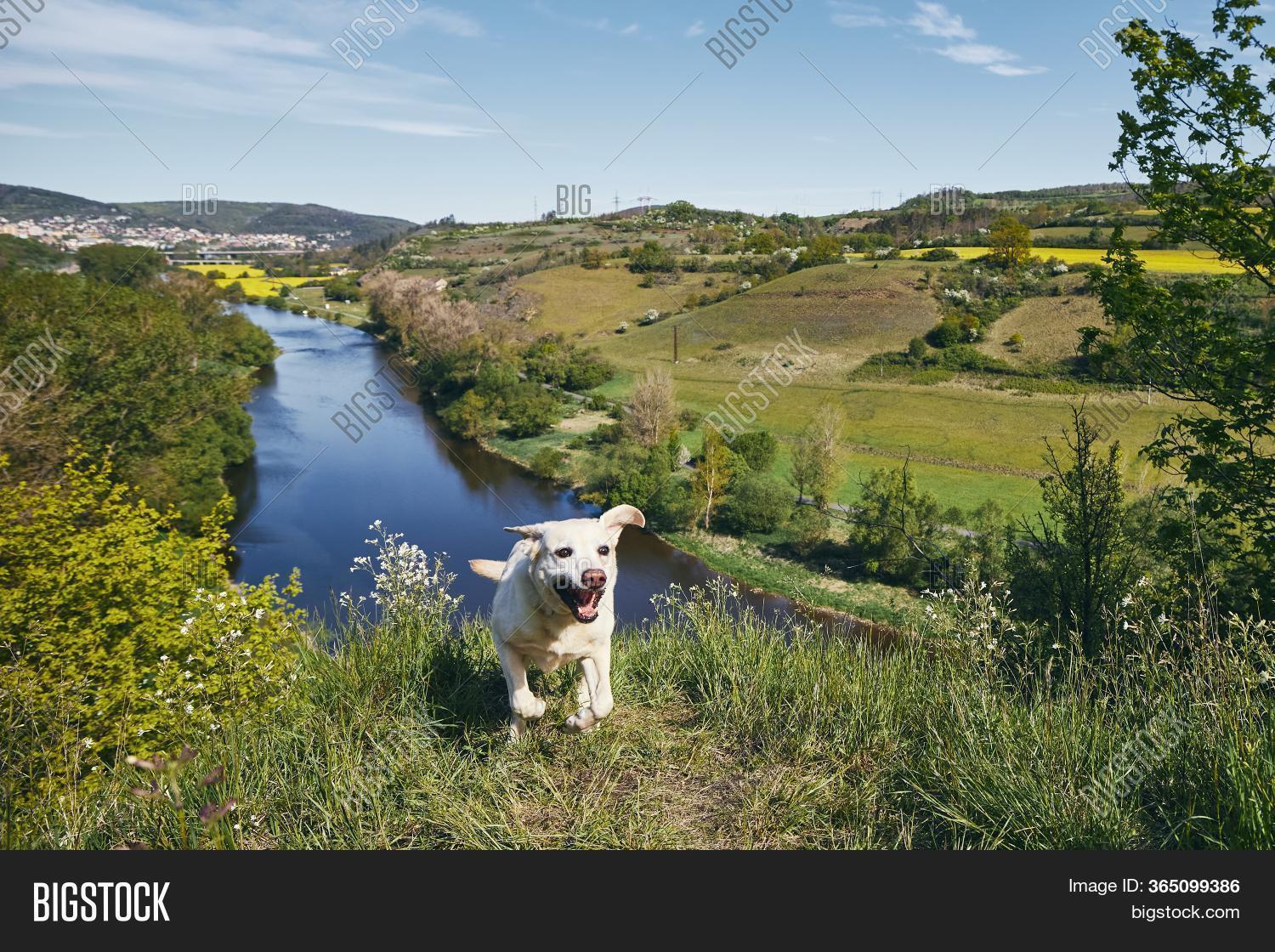 Happy Dog Running On Image & Photo (Free Trial) | Bigstock