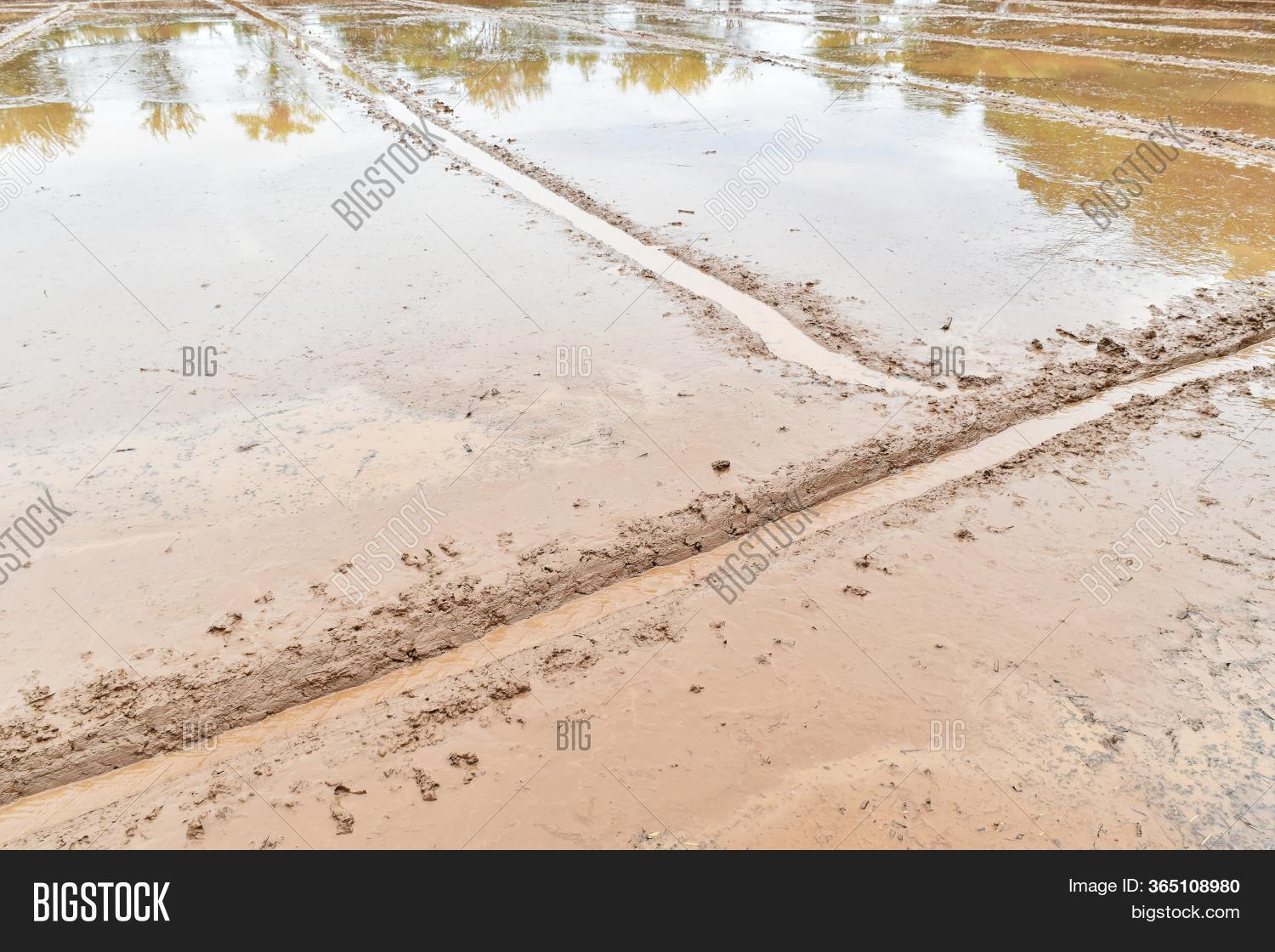 Soil Mud Rice Field Image & Photo (Free Trial) | Bigstock