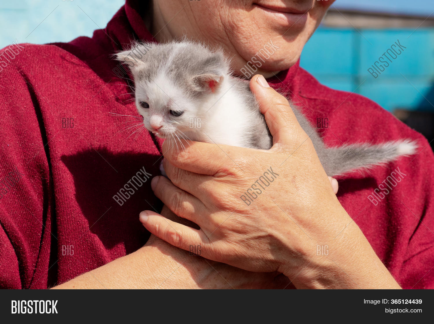 Small Kitten Arms Image & Photo (Free Trial) | Bigstock