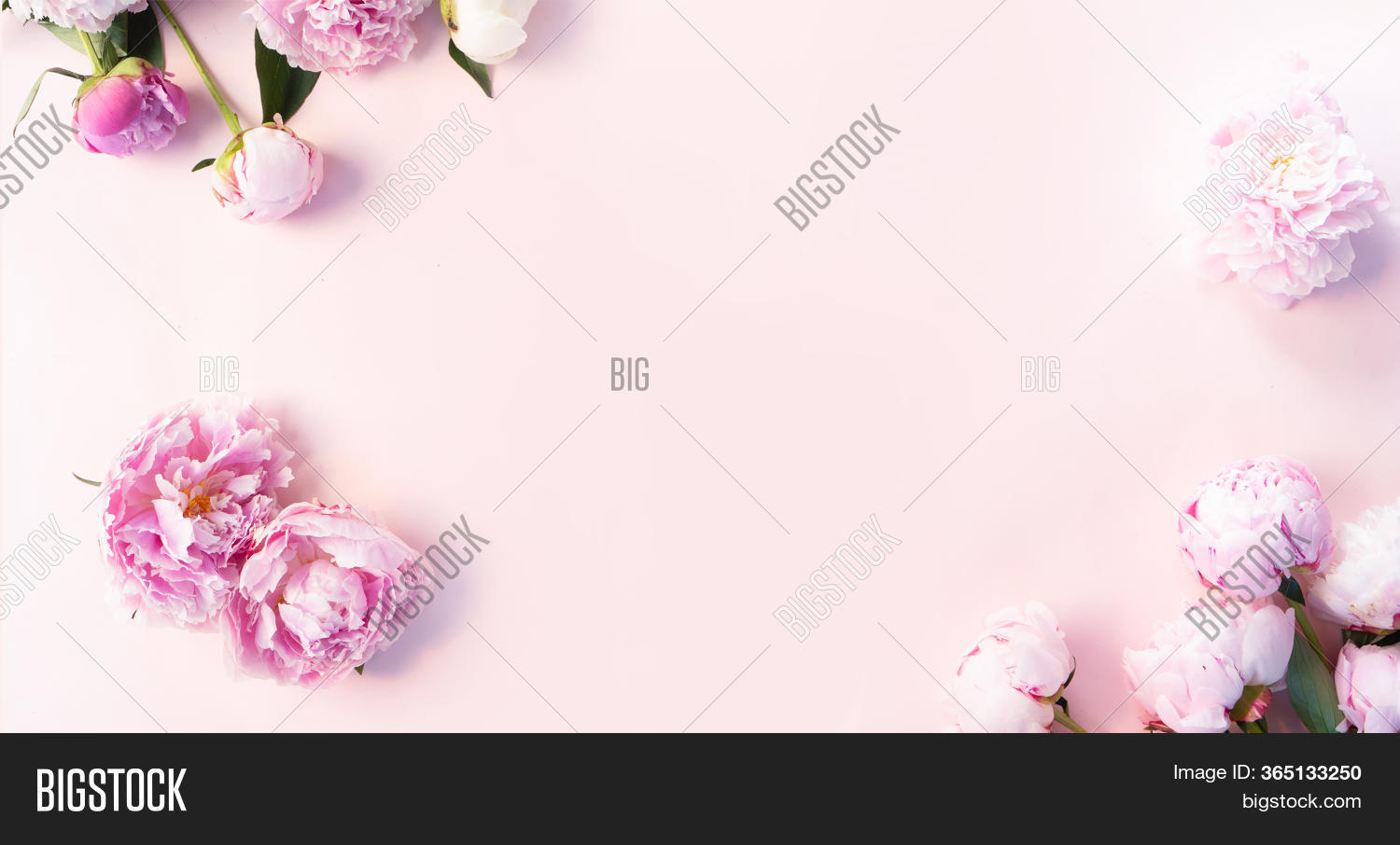 Frame Made Pink White Image & Photo (Free Trial) | Bigstock