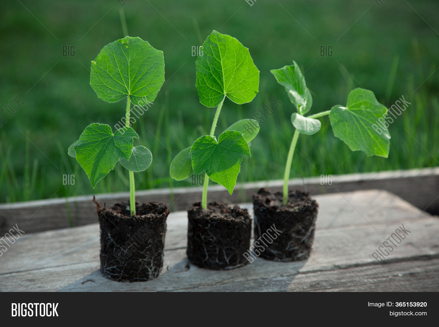 Seedlings Sprouting Image & Photo (Free Trial) | Bigstock