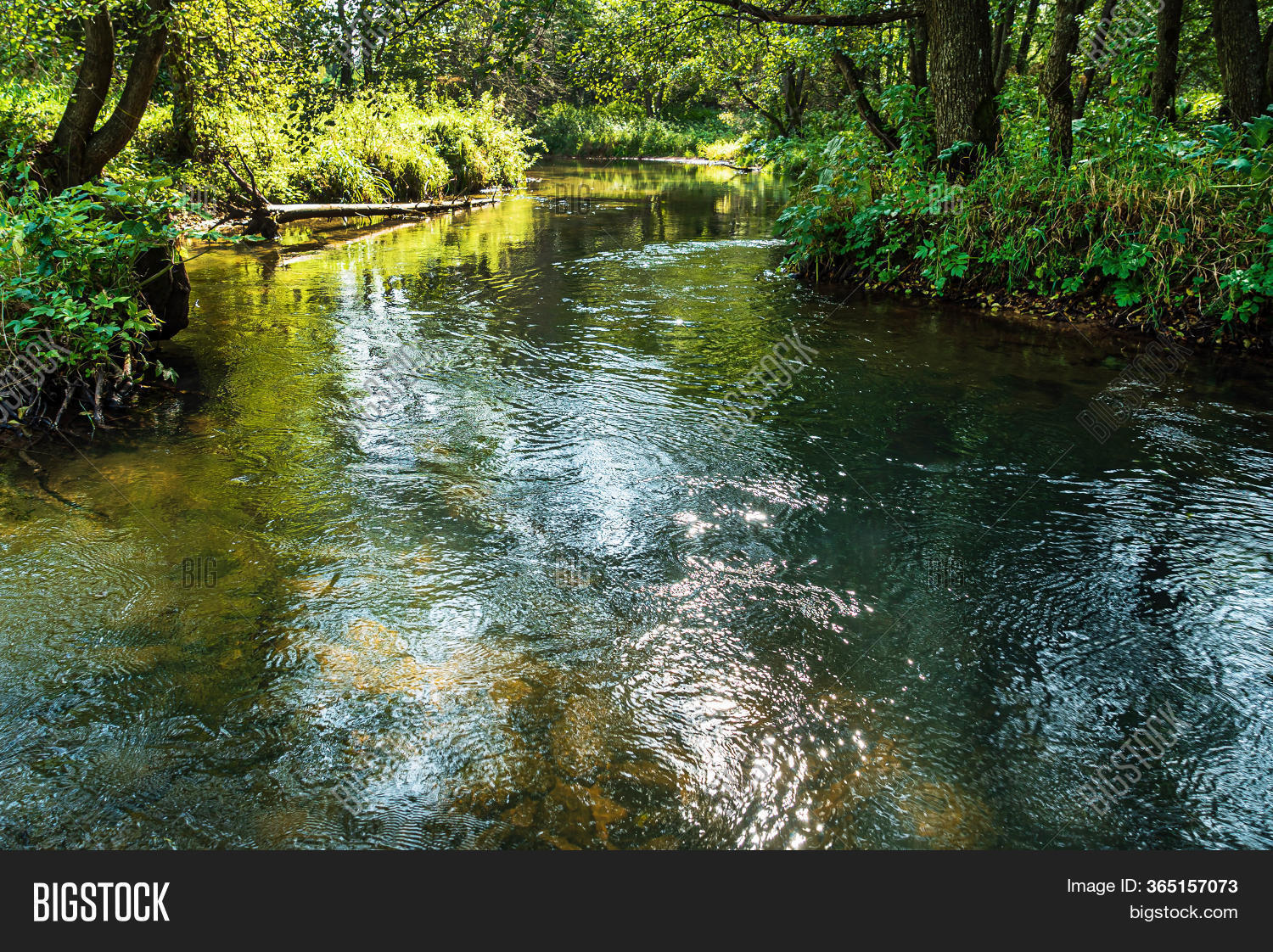 Forest River Belarus Image & Photo (Free Trial) | Bigstock