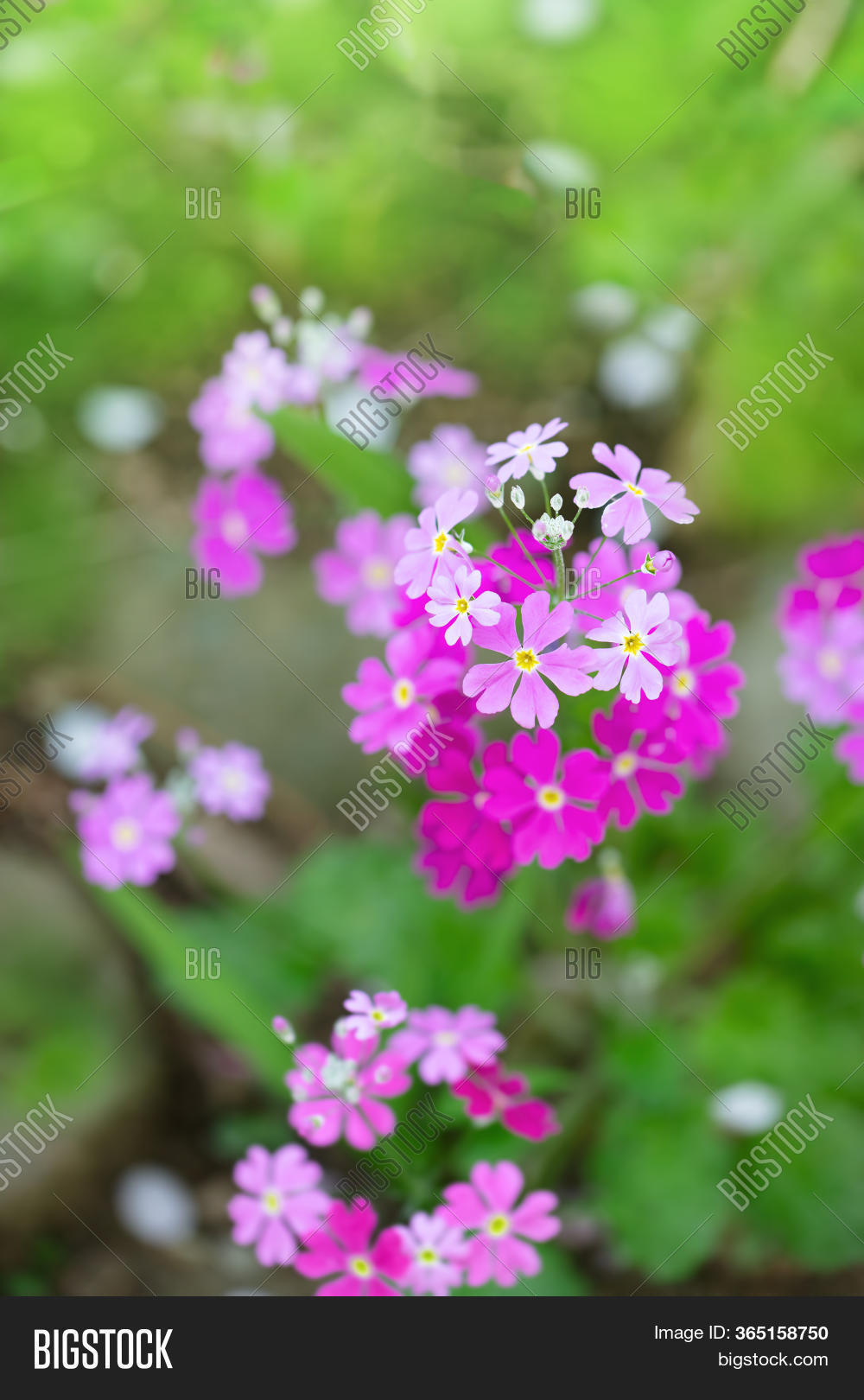Japanese Primrose ( Image & Photo (Free Trial) | Bigstock