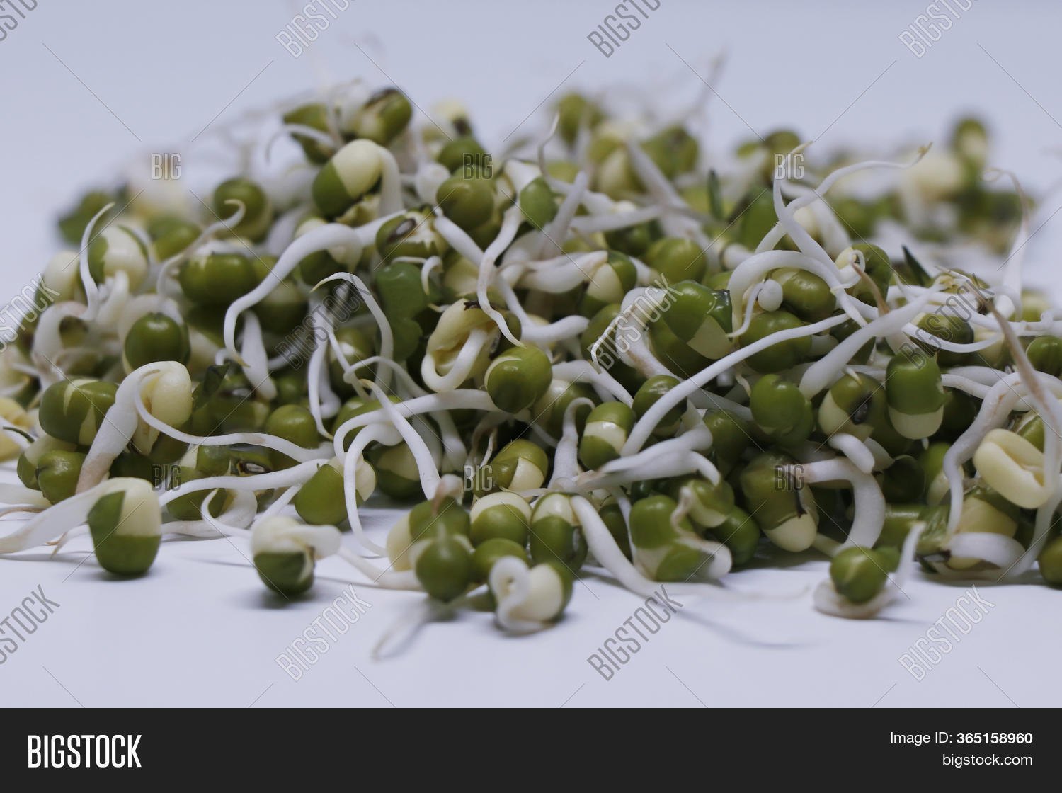 Sprouted Green Gram Image & Photo (Free Trial) | Bigstock
