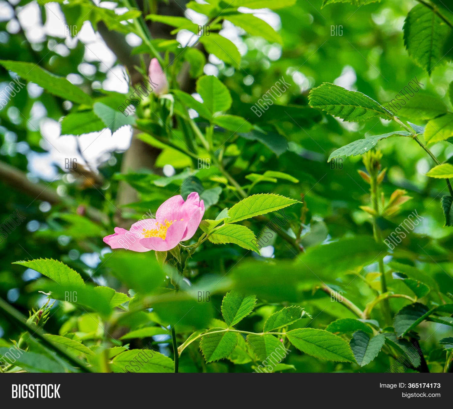 Woods' Rose, Rosa Image & Photo (Free Trial) | Bigstock