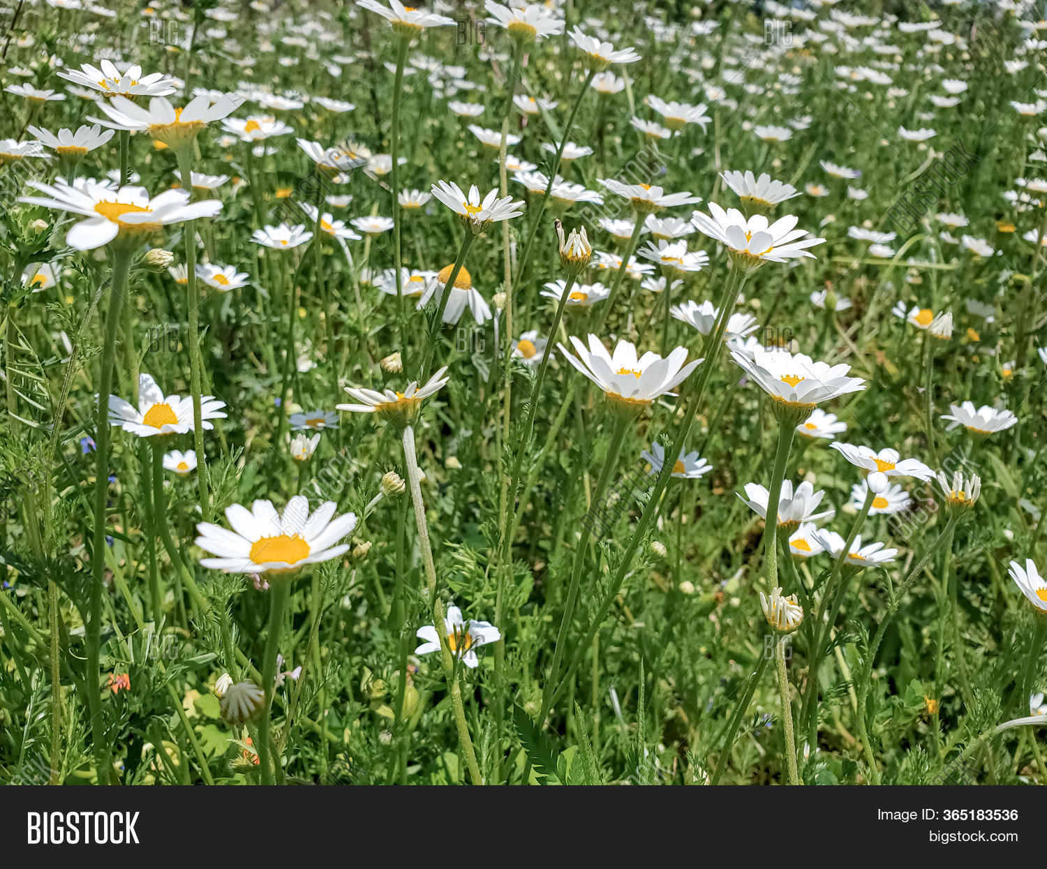 Moody Spring Daisy Image & Photo (Free Trial) | Bigstock