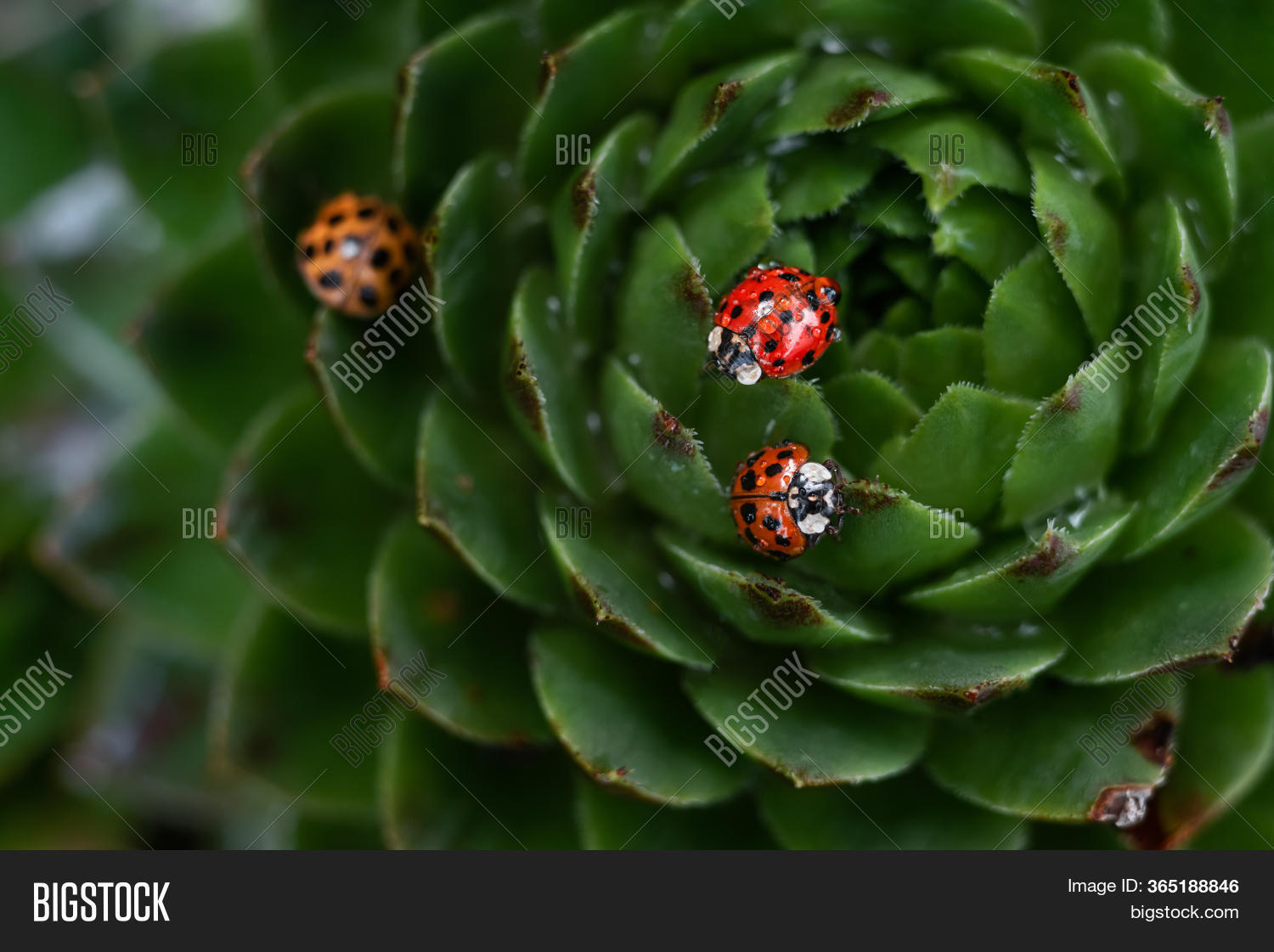 Three Red Ladybugs On Image & Photo (Free Trial) | Bigstock