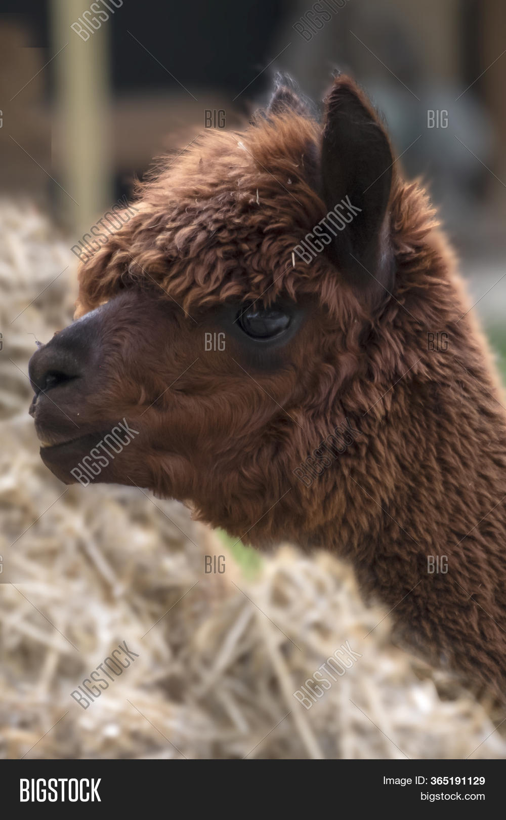 Brown Alpaca Front, Image & Photo (Free Trial) | Bigstock