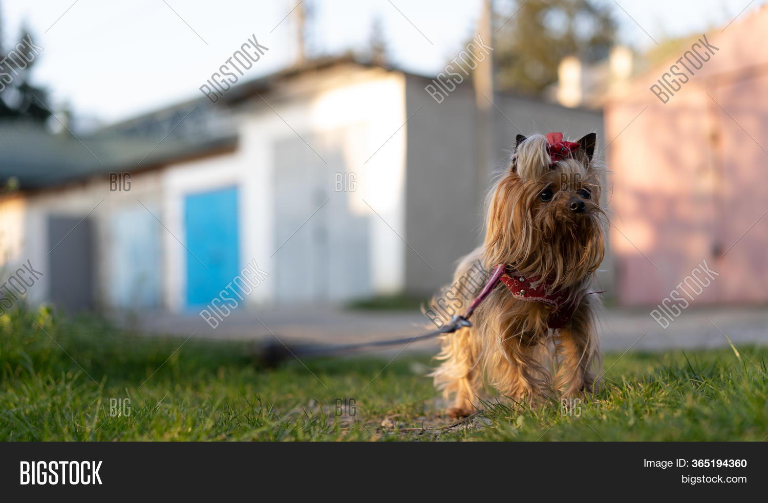 Yorkshire Terrier On Image & Photo (Free Trial) | Bigstock