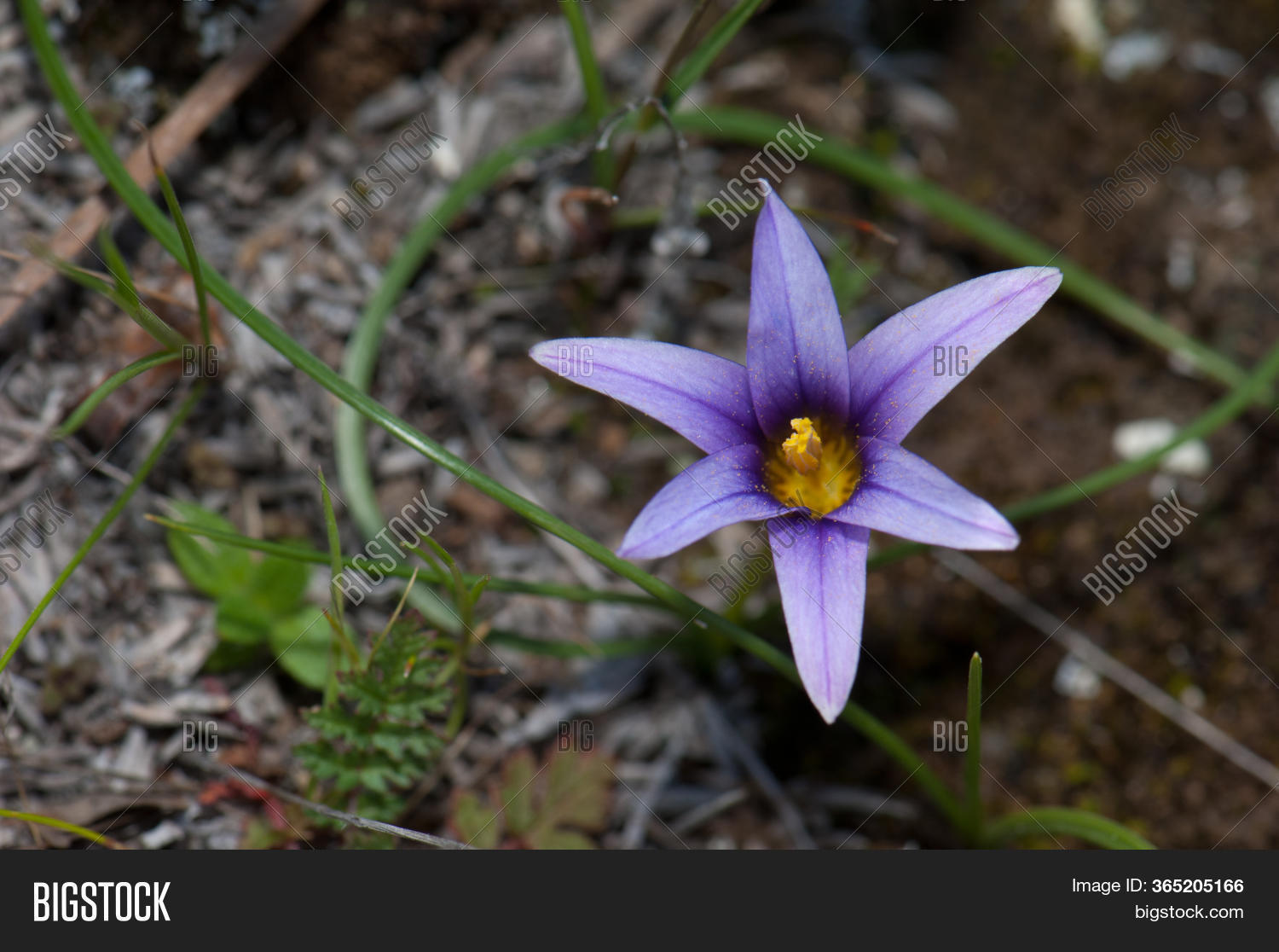 Flower Romulea Image & Photo (Free Trial) | Bigstock
