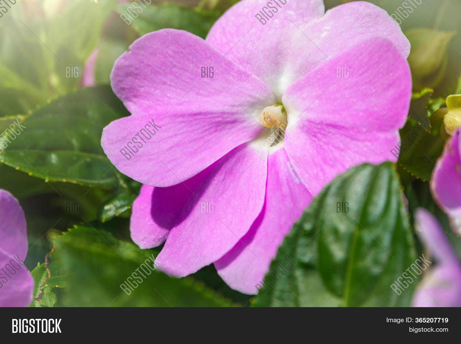 Rose Periwinkle, Image & Photo (Free Trial) | Bigstock
