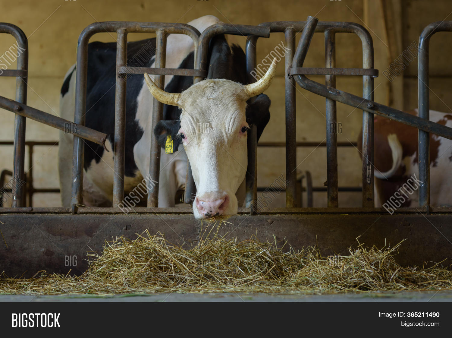 Cow Inside Stable Image & Photo (Free Trial) | Bigstock