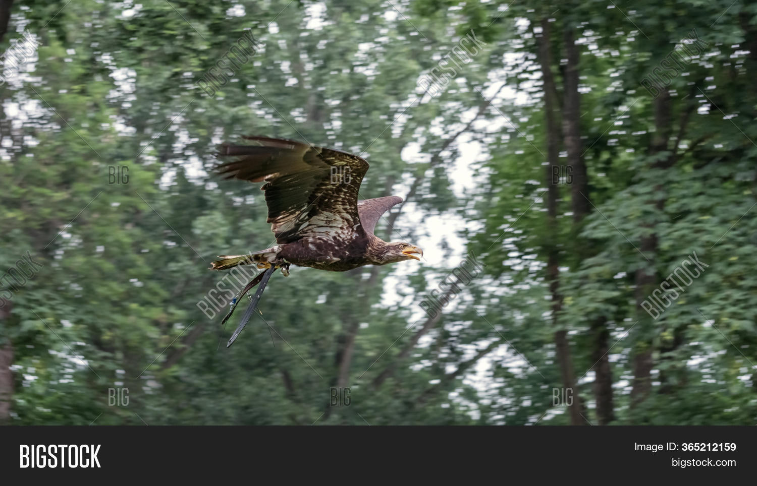 Golden Eagle Flying. Image & Photo (Free Trial) | Bigstock