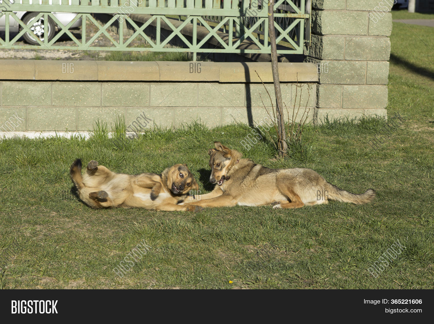 Two Fawn Dogs Collars Image & Photo (Free Trial) | Bigstock