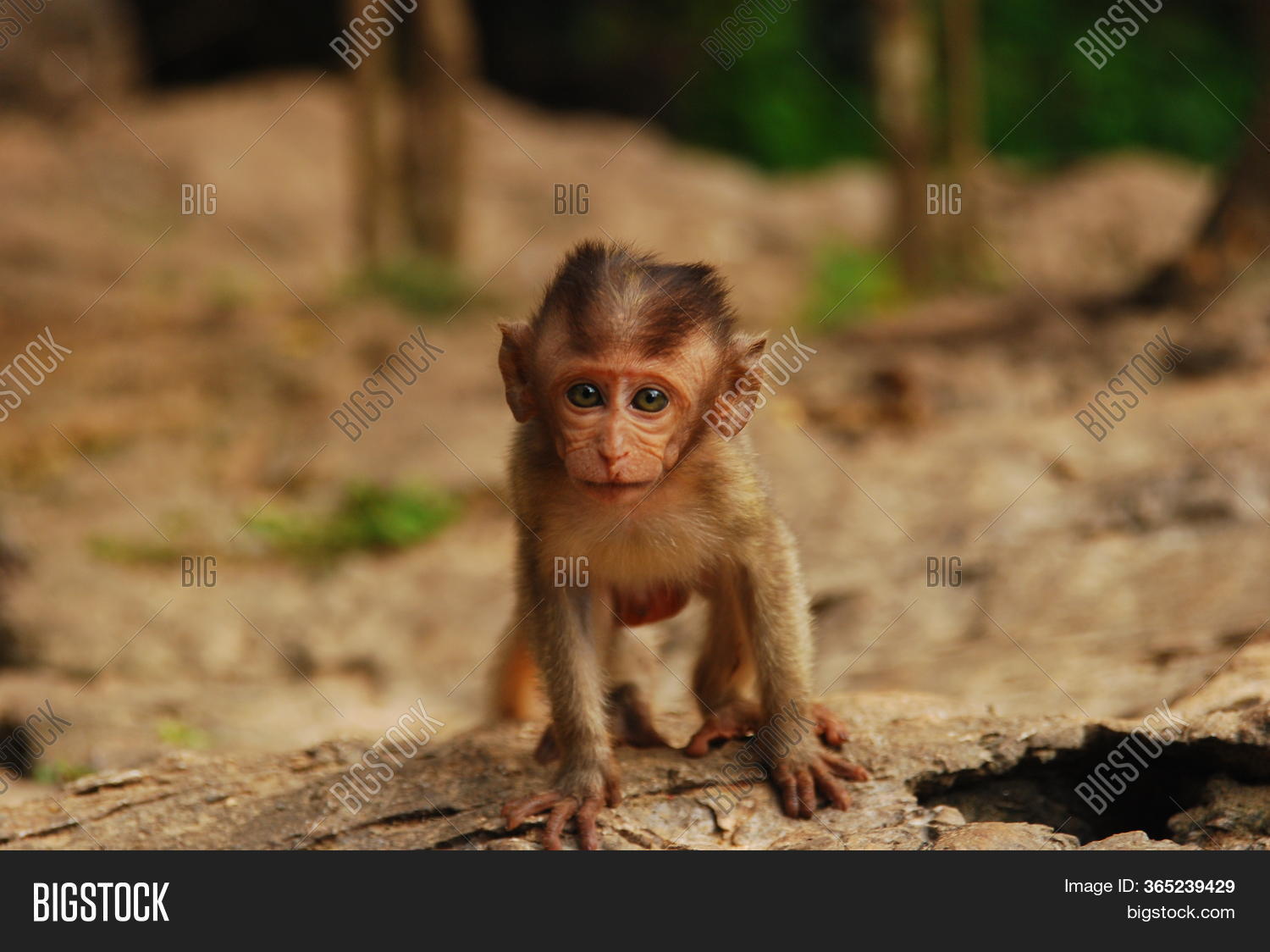 Little Hungry Monkey Image & Photo (Free Trial) | Bigstock