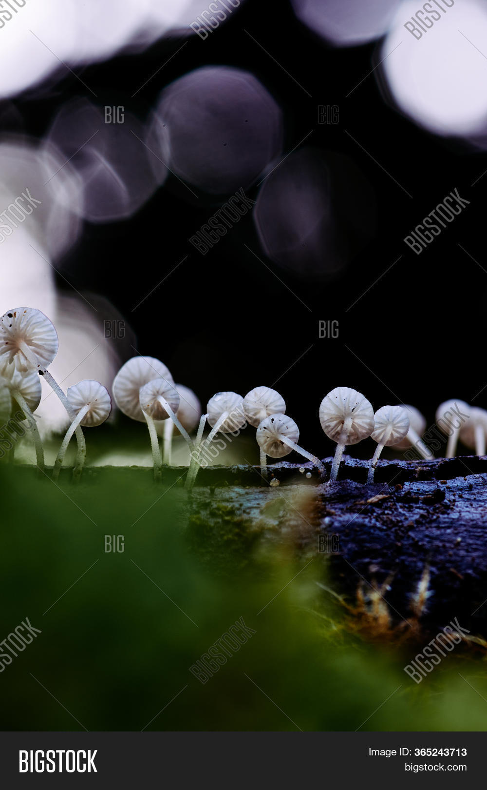 Mushroom Macro Image & Photo (Free Trial) | Bigstock