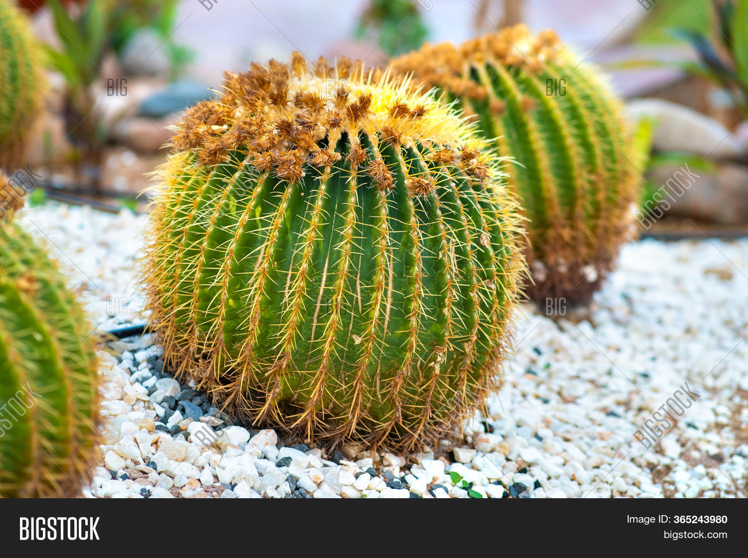 Green Round Tropical Image & Photo (Free Trial) | Bigstock