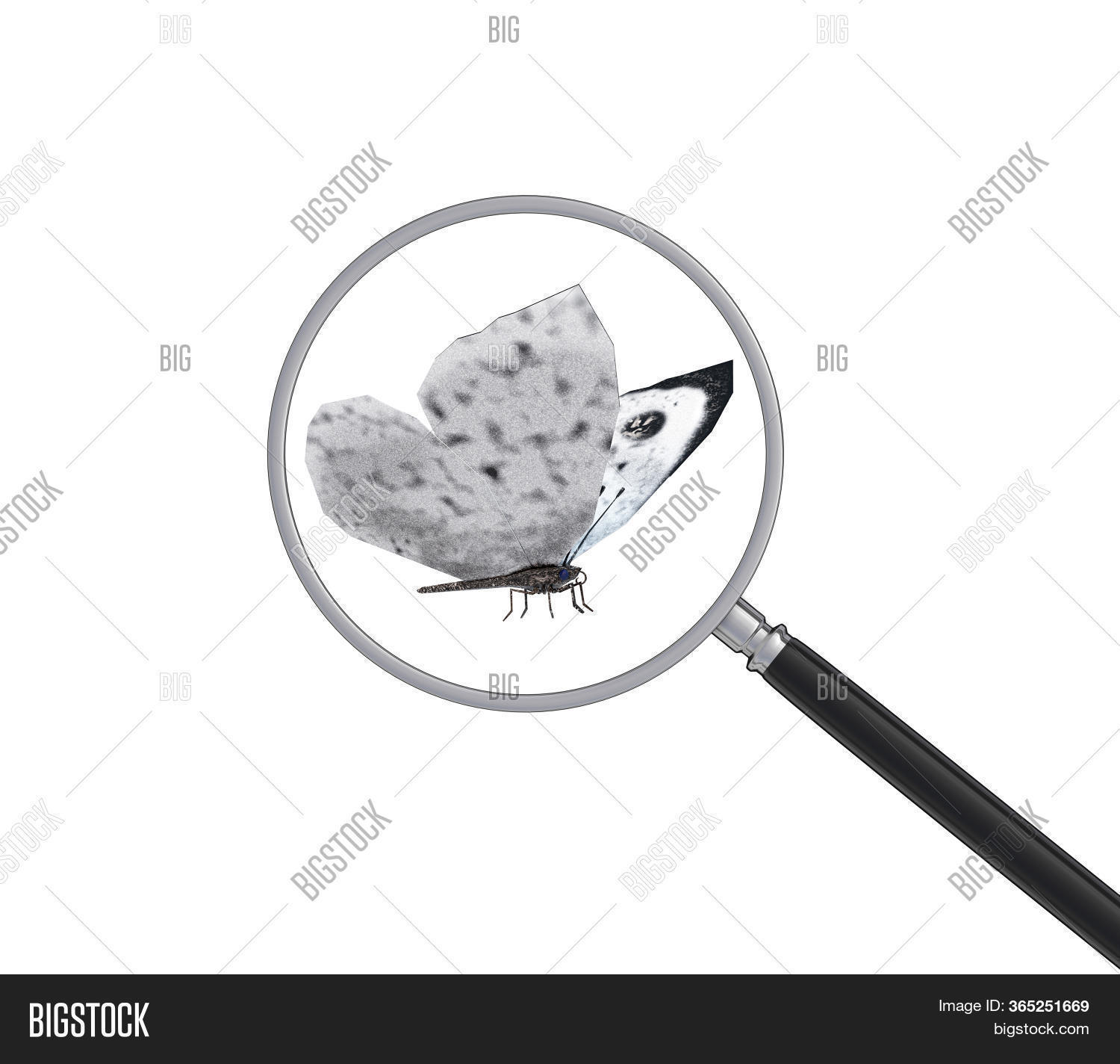 Butterfly Under Image & Photo (Free Trial) | Bigstock