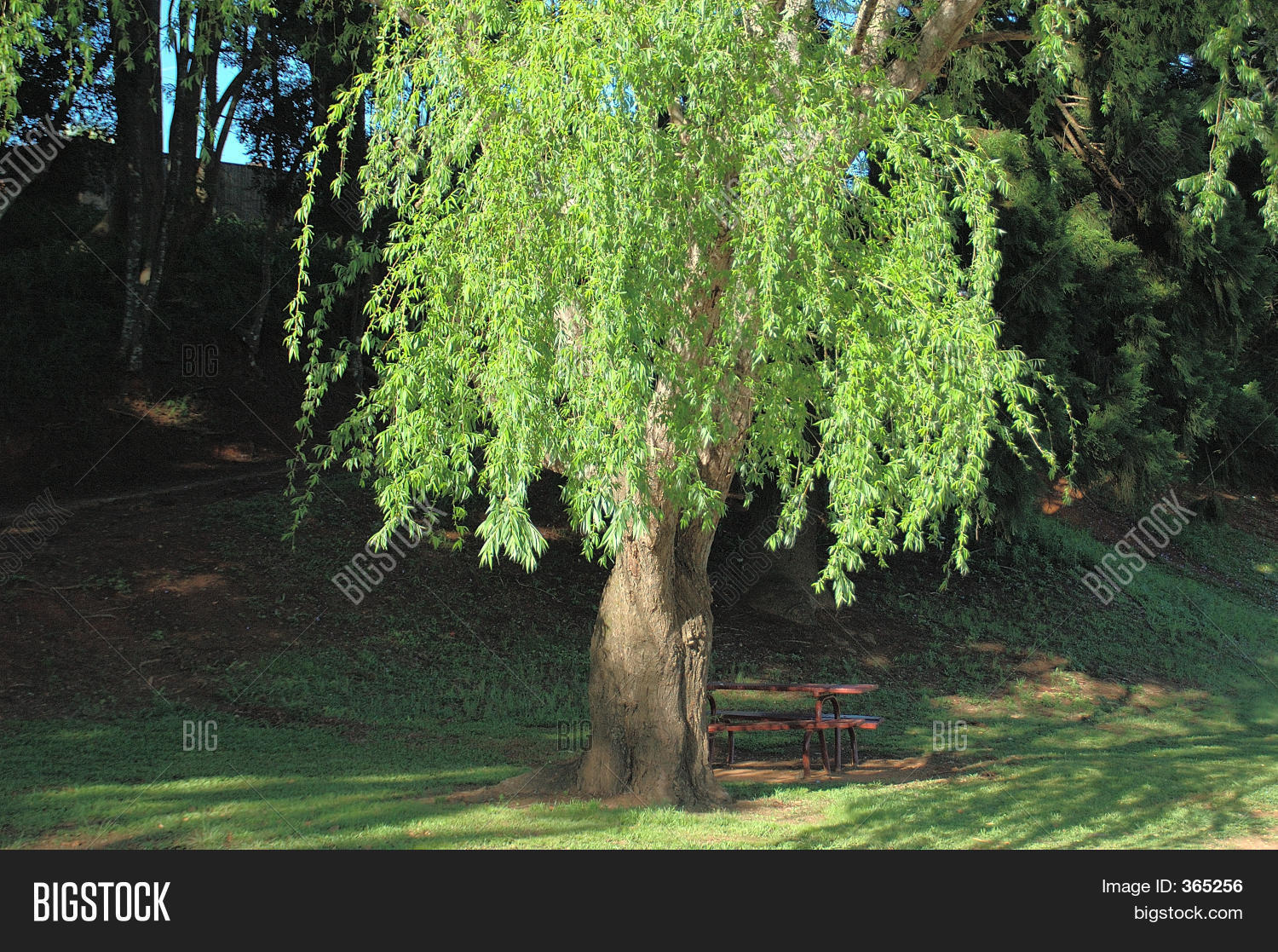 Willow Tree Park Image & Photo (Free Trial) | Bigstock