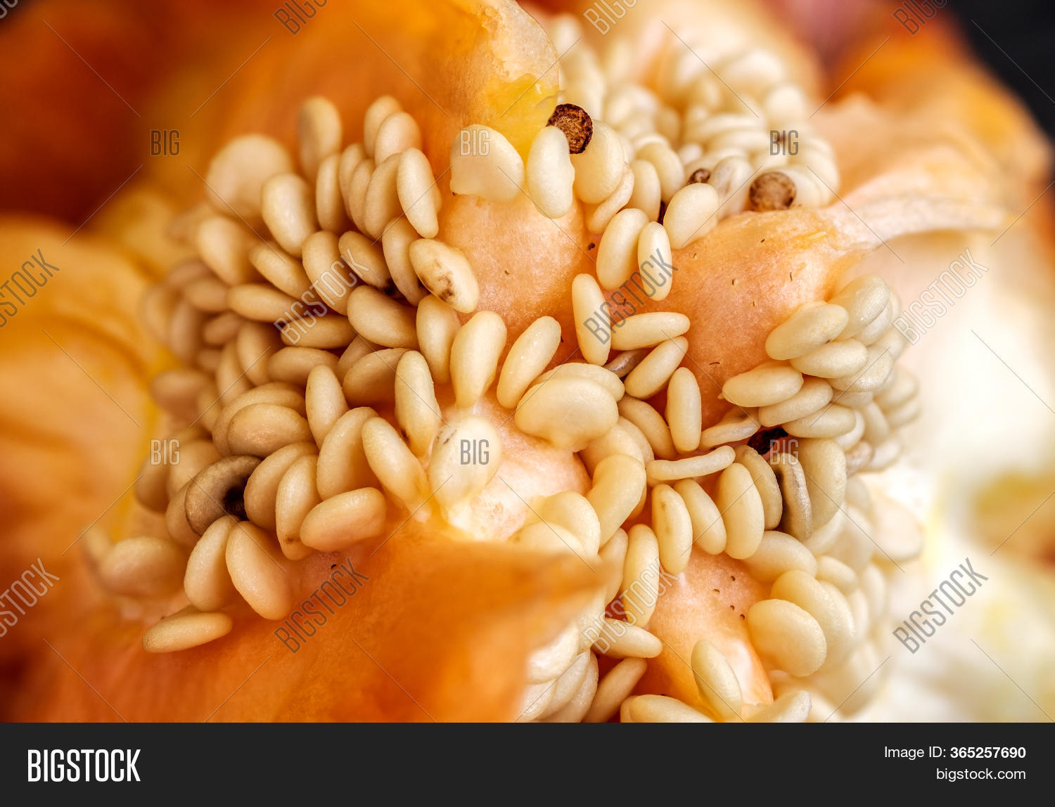 Sweet Red Pepper Seeds Image & Photo (Free Trial) | Bigstock