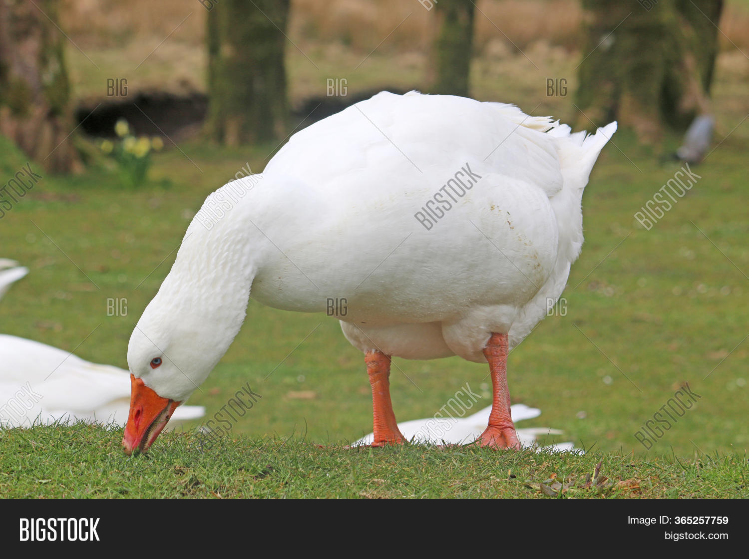 White Goose Pecking On Image & Photo (Free Trial) | Bigstock