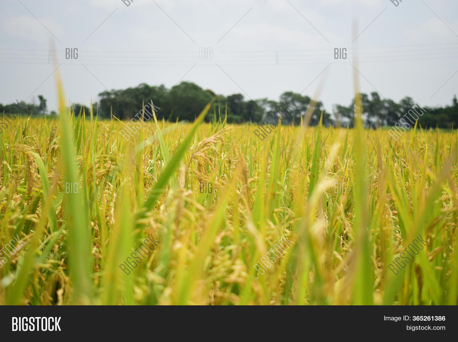 Field Rice Plant Image & Photo (Free Trial) | Bigstock
