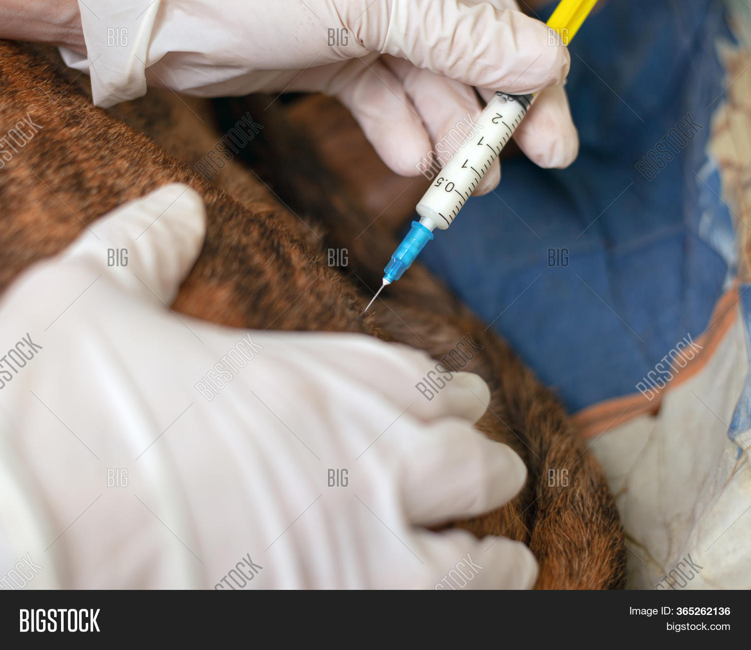 Vet Gives Injection Image & Photo (Free Trial) | Bigstock