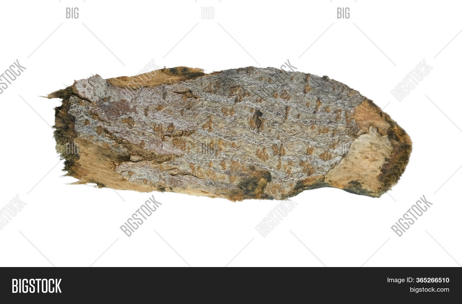 Wooden Splinter Piece Image & Photo (Free Trial) | Bigstock
