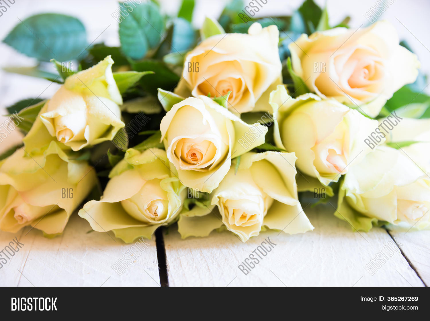 Fresh White Roses Image & Photo (Free Trial) | Bigstock
