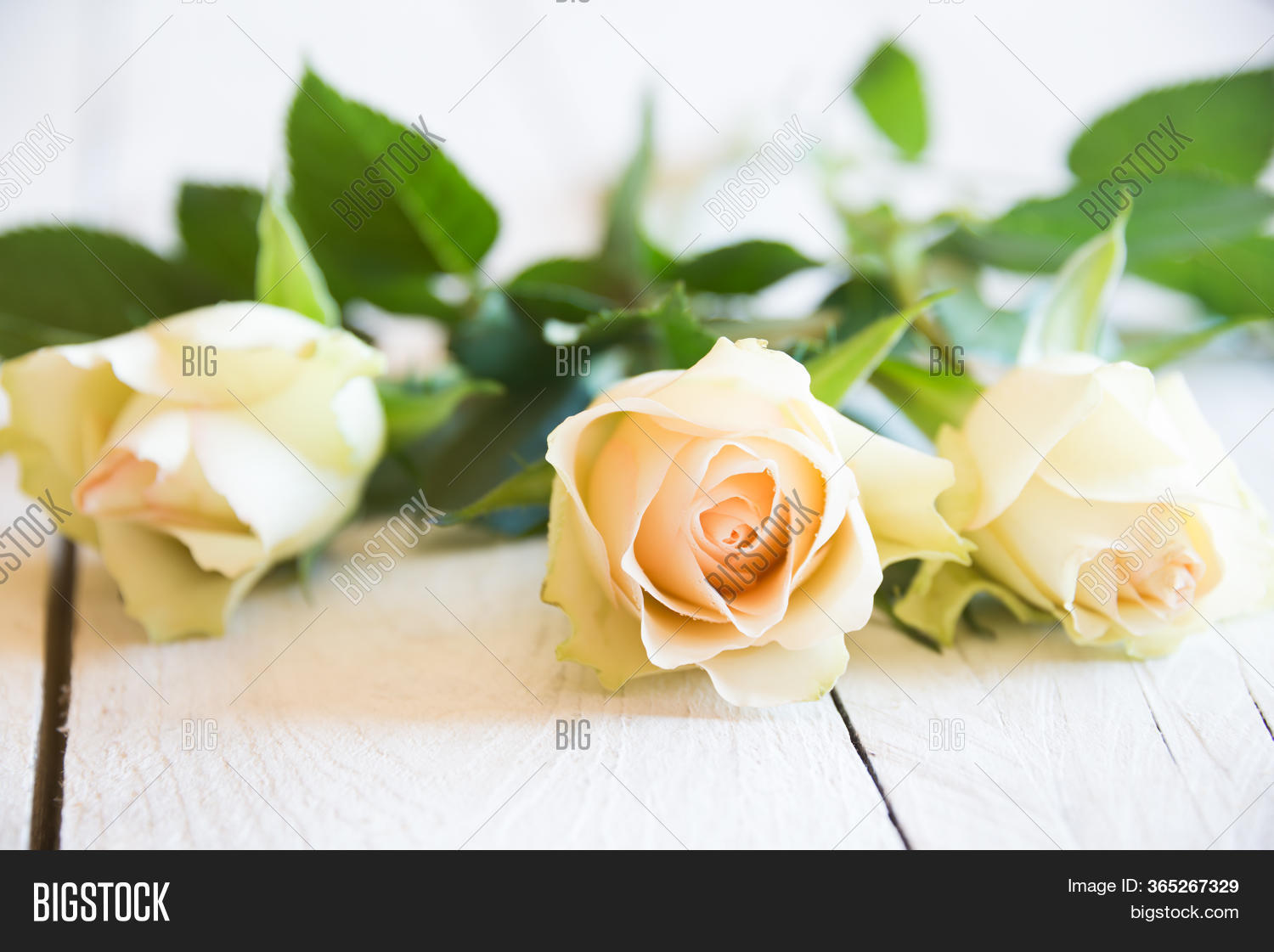 Fresh White Roses Image & Photo (Free Trial) | Bigstock