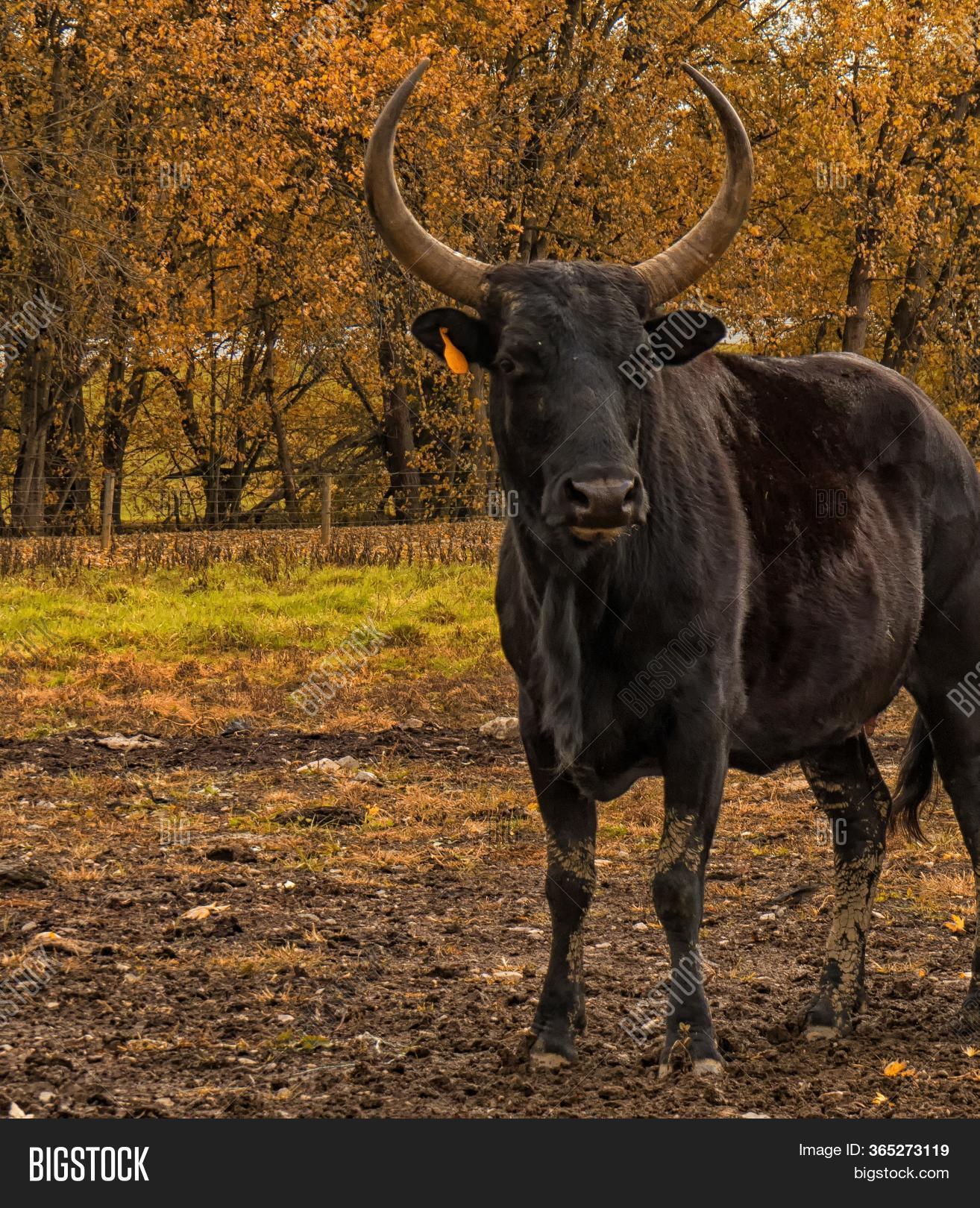Bull Big Horns Stands Image & Photo (Free Trial) | Bigstock