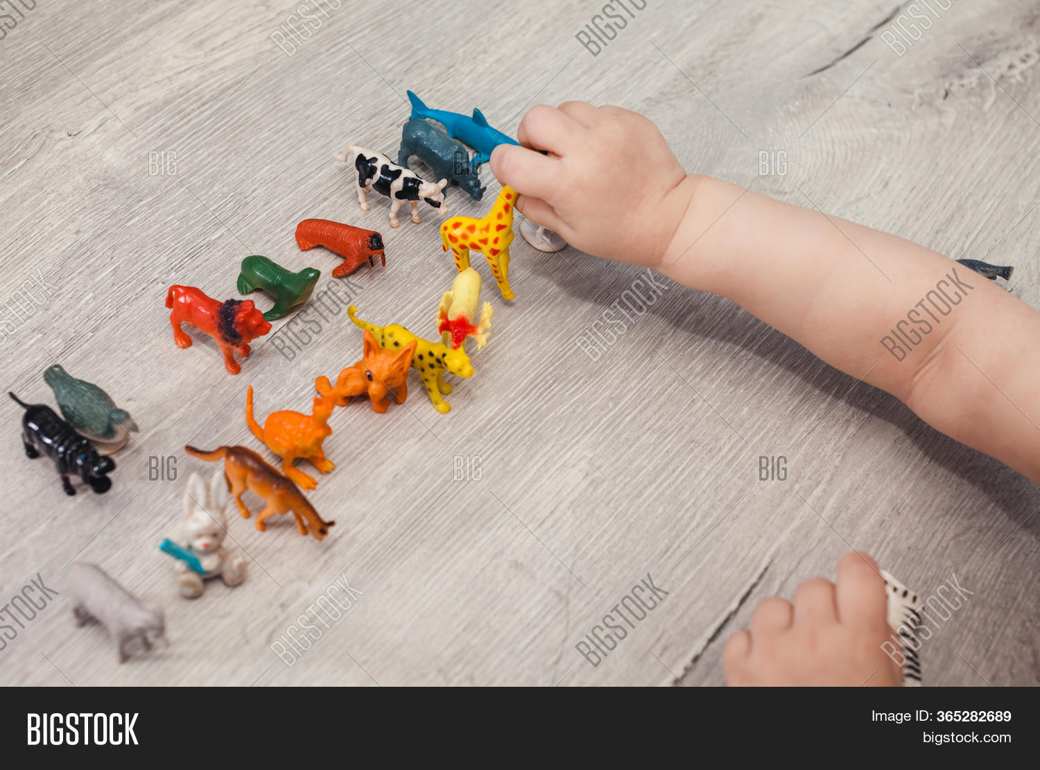 Kid Chooses Animal Image & Photo (Free Trial) | Bigstock