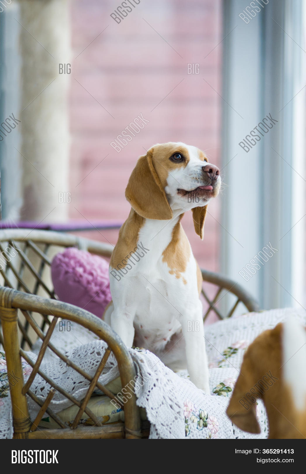 Cute English Beagle Image & Photo (Free Trial) | Bigstock