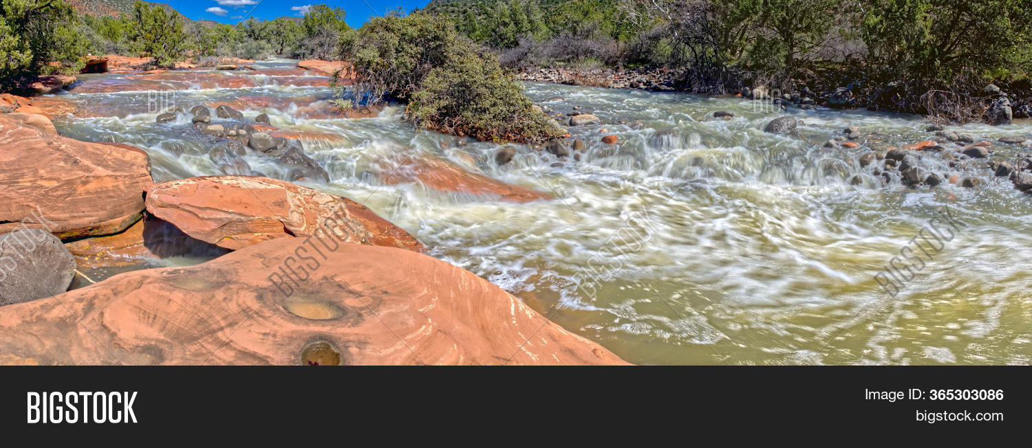 Section Dry Beaver Image & Photo (Free Trial) | Bigstock