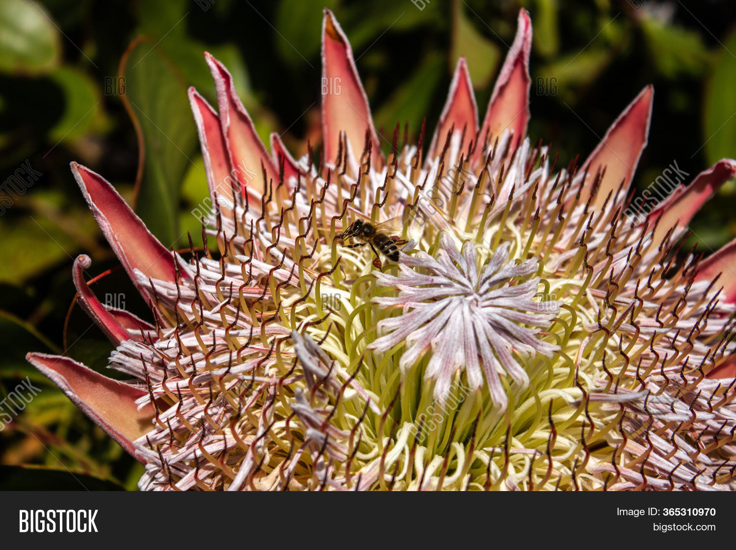 Close Protea Flower Image & Photo (Free Trial) | Bigstock