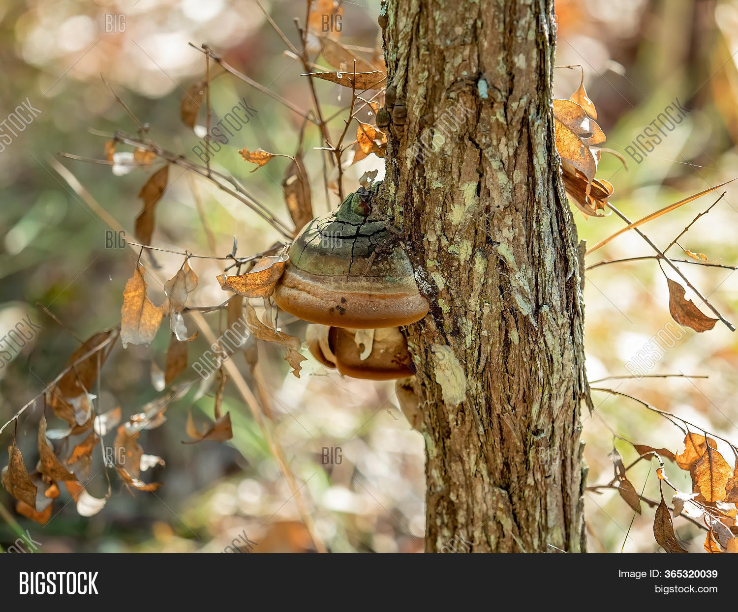 Fungi Growing On Tree Image & Photo (Free Trial) | Bigstock