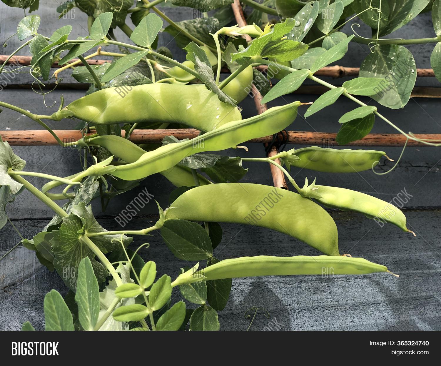 Photo Snow Peas That Image & Photo (Free Trial) | Bigstock