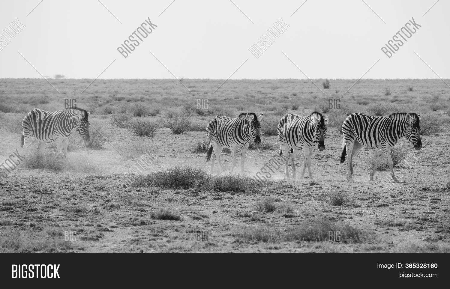 Four Zebra Walk Across Image & Photo (Free Trial) | Bigstock