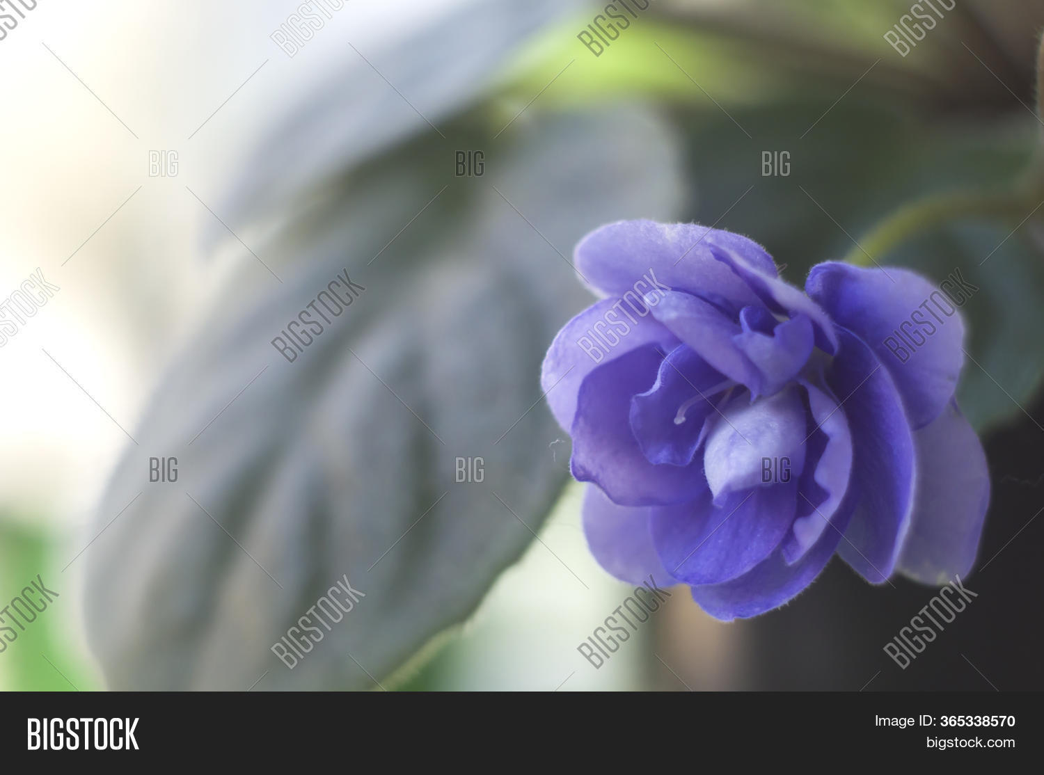 Blooming Violet Image & Photo (Free Trial) | Bigstock
