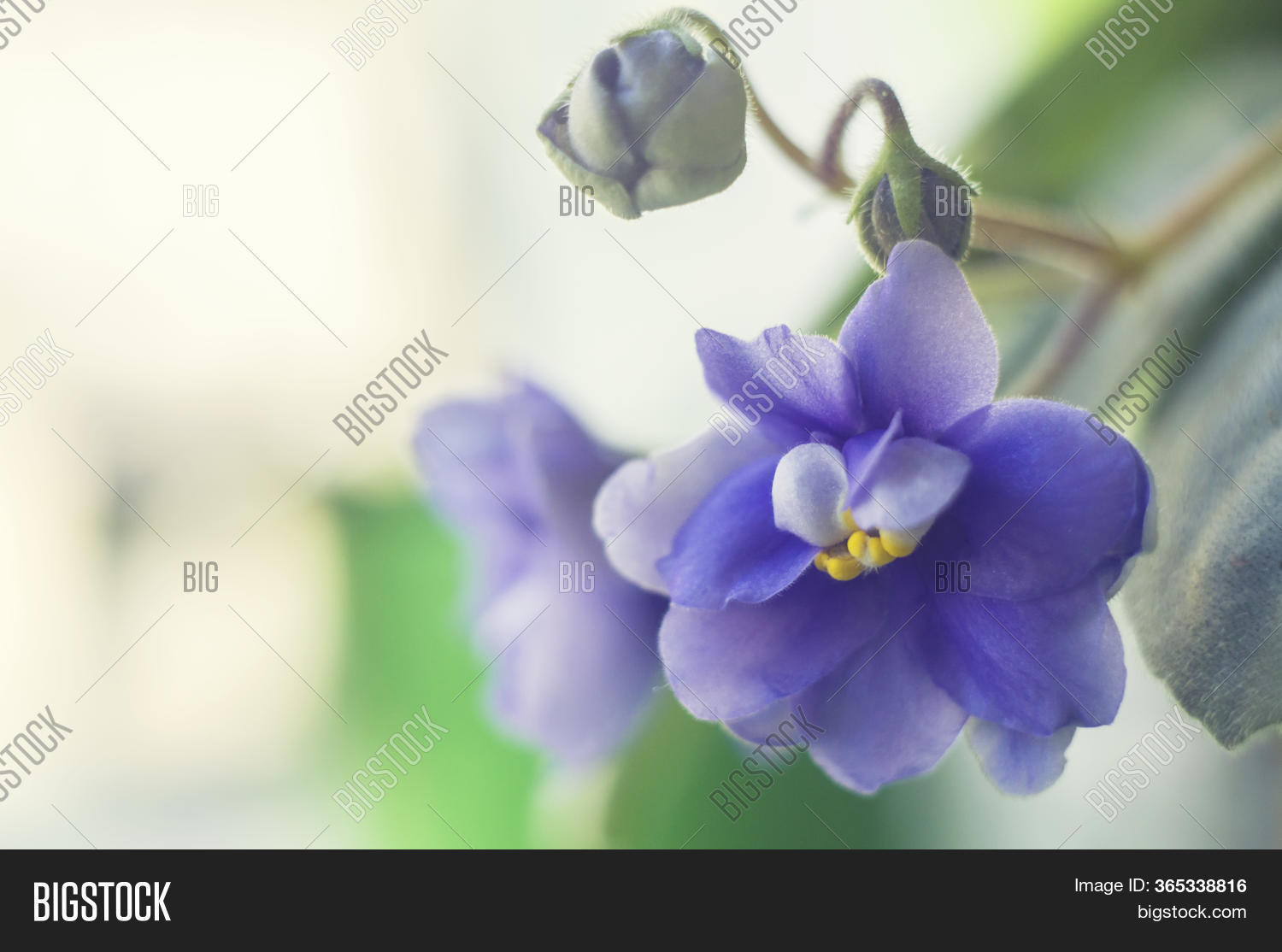 Blooming Violet Image & Photo (Free Trial) | Bigstock