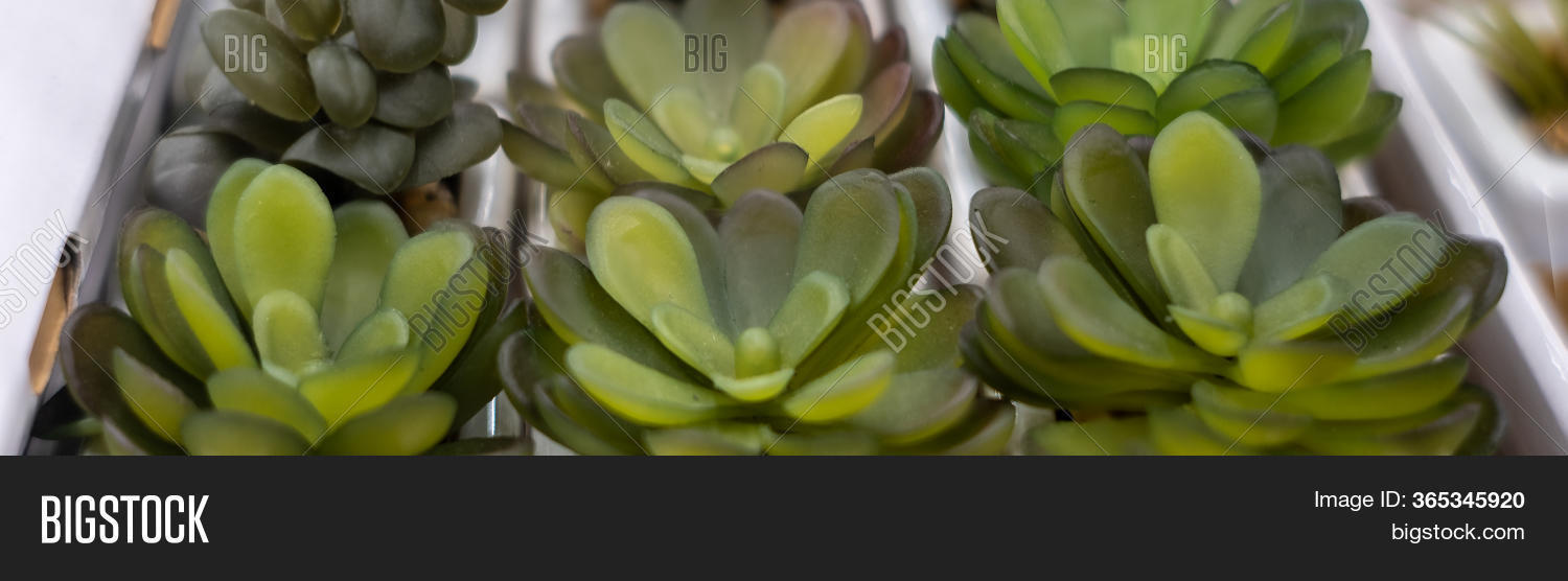 Sedum Green Plant Pot Image & Photo (Free Trial) | Bigstock