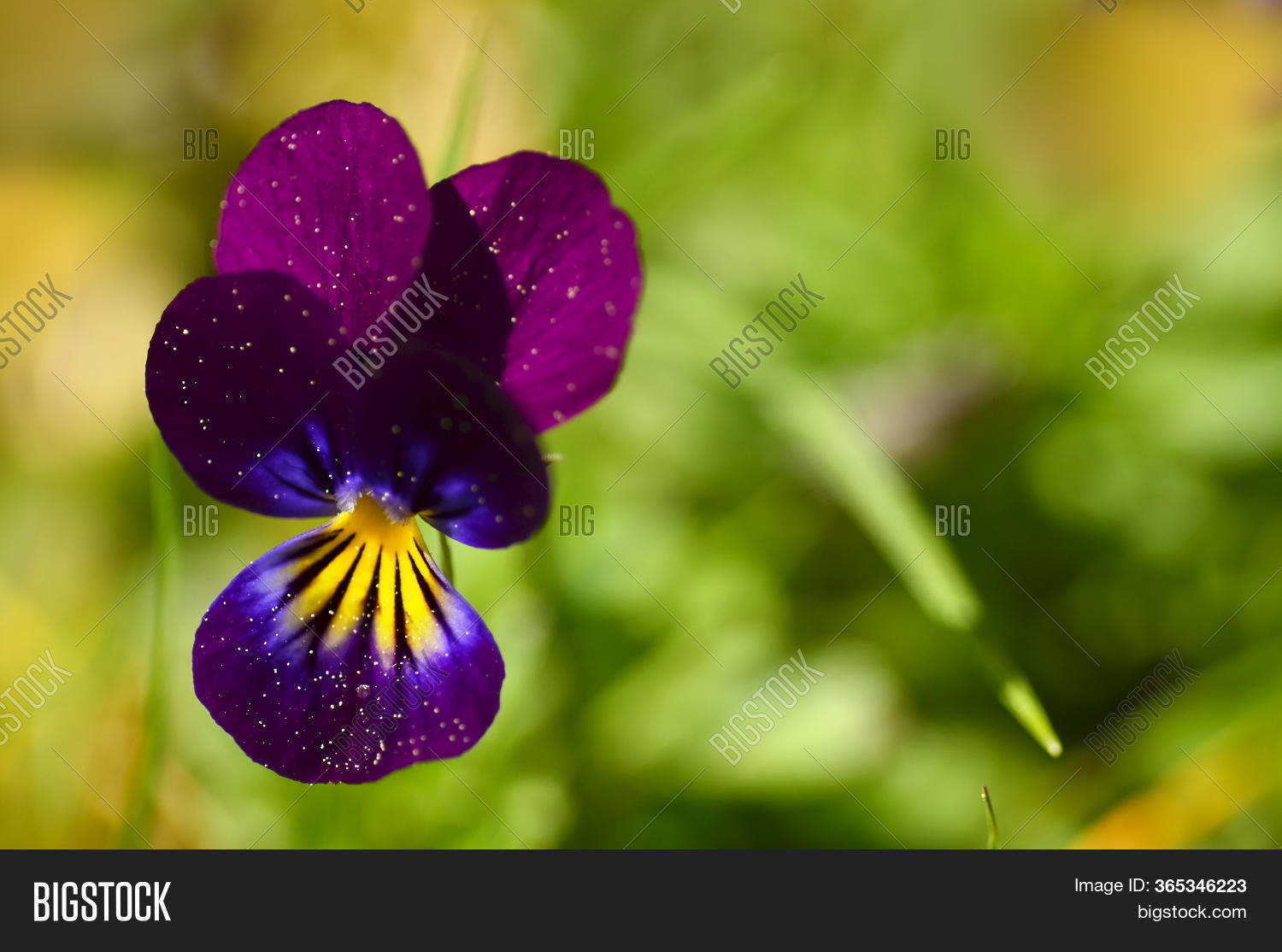 Small Pansy Flower. Image & Photo (Free Trial) | Bigstock