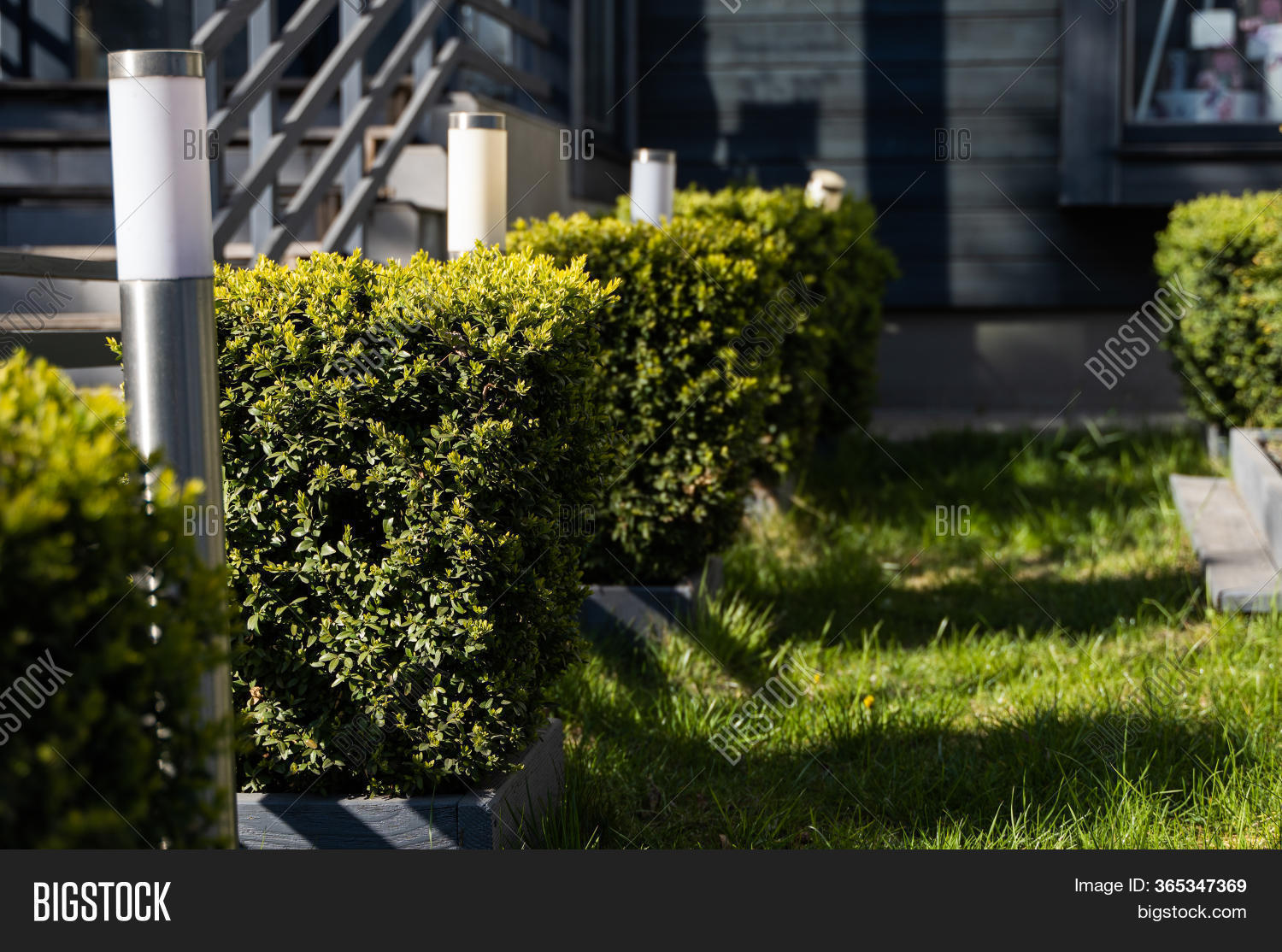 Planting Green Bushes Image & Photo (Free Trial) | Bigstock