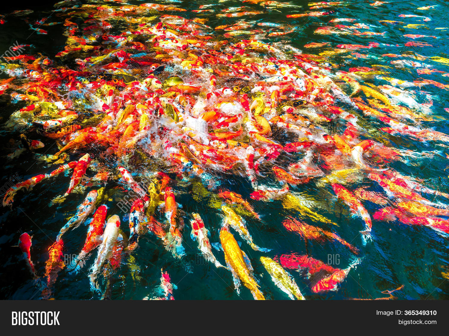 Multi-colored Koi Fish Image & Photo (Free Trial) | Bigstock