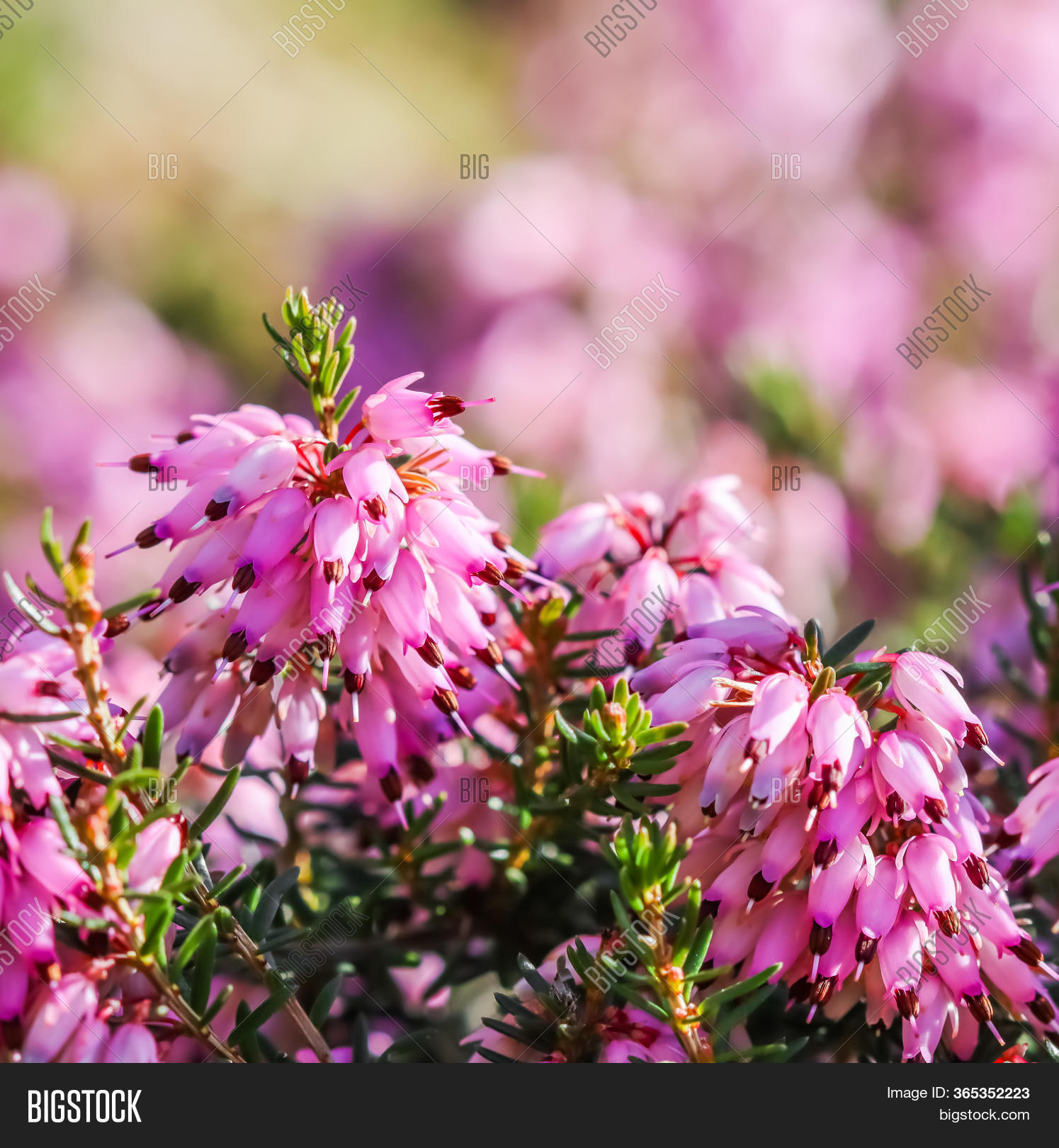Pink Erica Carnea Image & Photo (Free Trial) | Bigstock