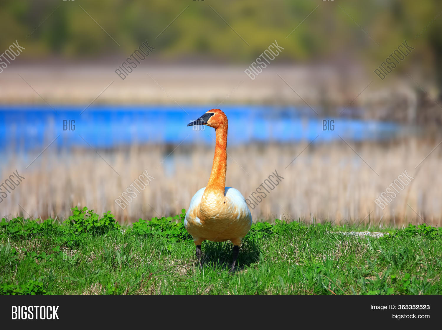 Whooper Swan Orange Image & Photo (Free Trial) | Bigstock