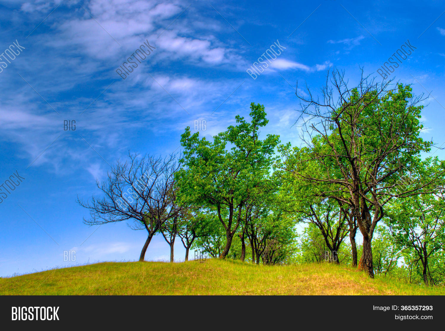 Beautiful Spring Image & Photo (Free Trial) | Bigstock
