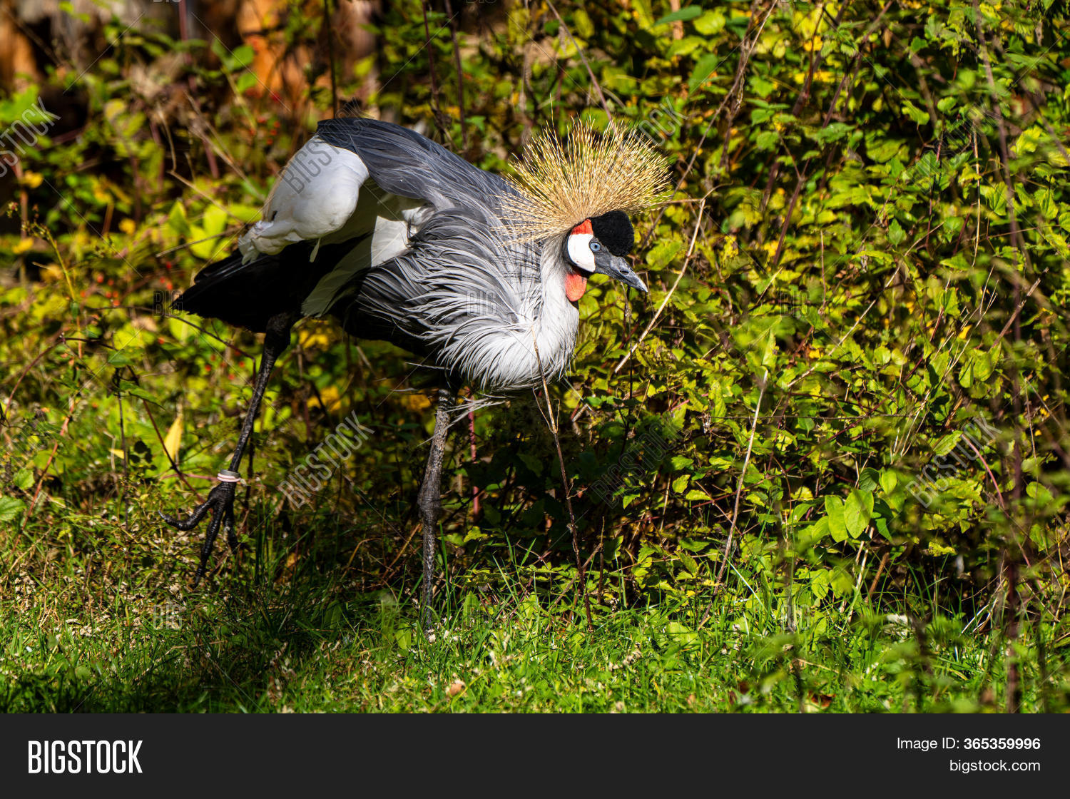 Black Crowned Crane, Image & Photo (Free Trial) | Bigstock