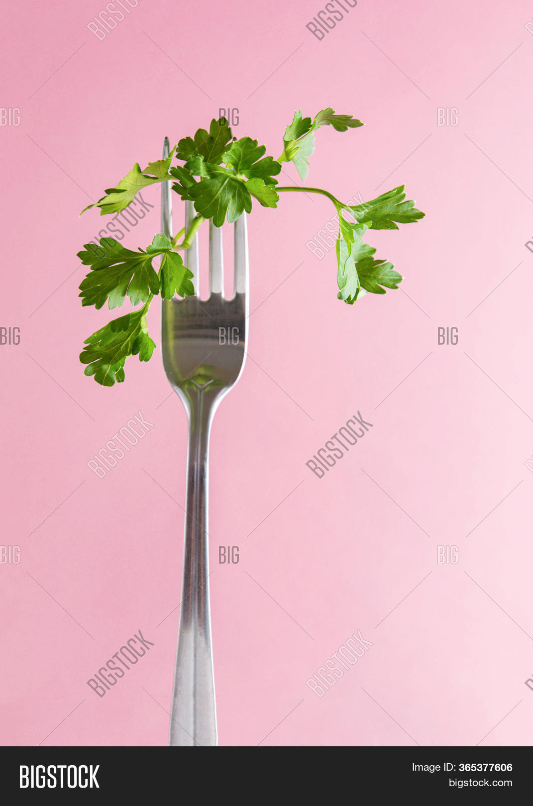 1 Sprig Fresh Parsley Image & Photo (Free Trial) | Bigstock